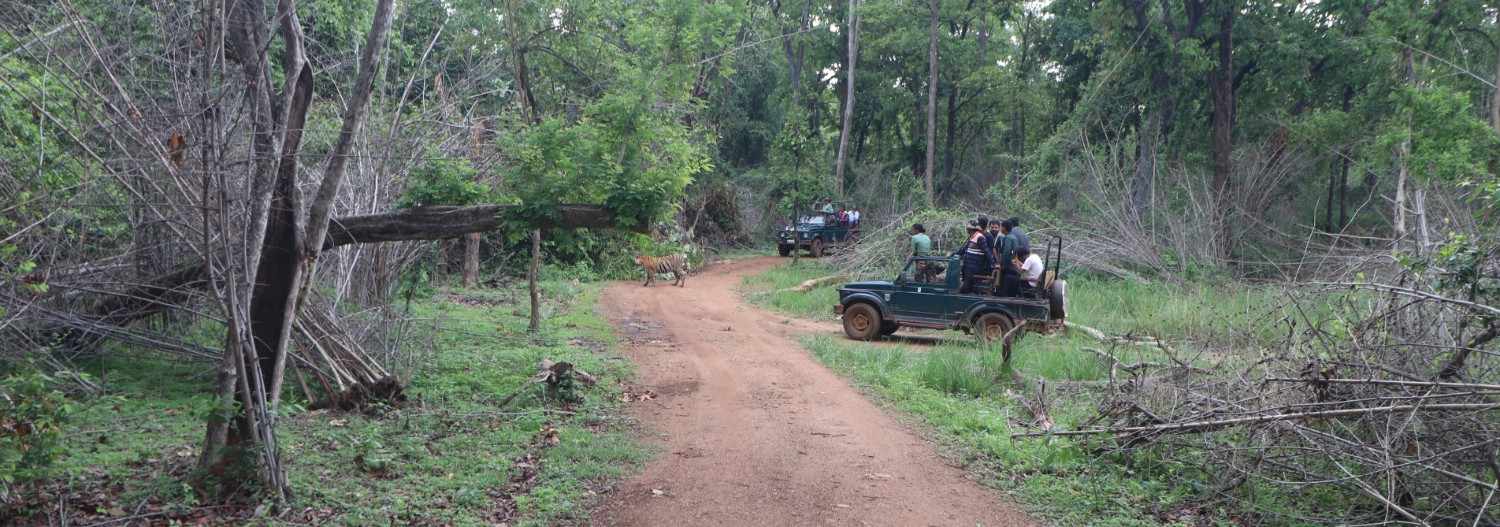 Wild Safari Adventures - Explore the Untamed Wilderness
