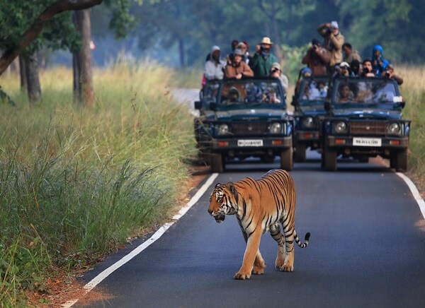 Wild Earth Safari