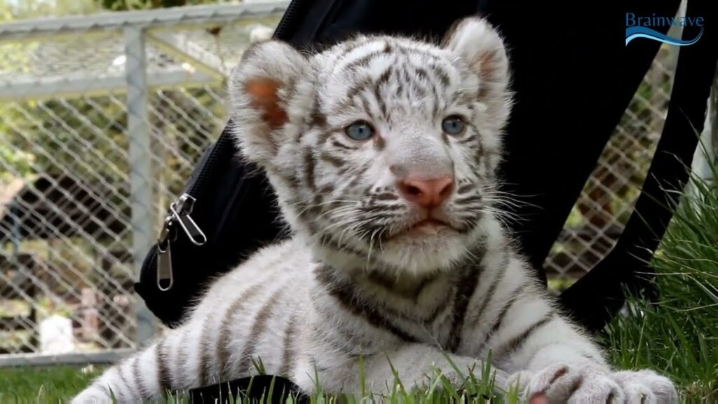 The Life Journey of a Tiger Cub: A Tale of Survival and Growth ...