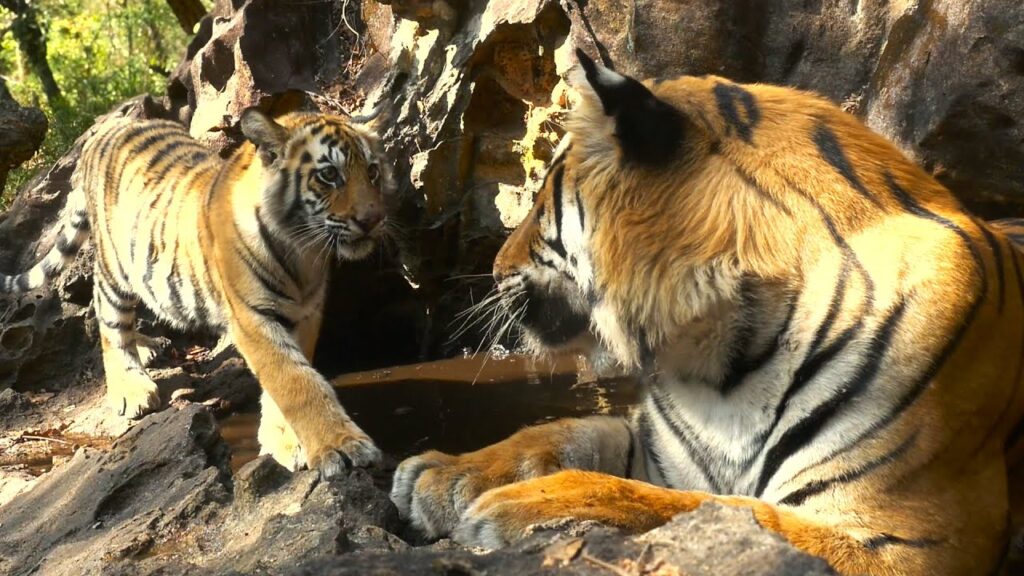 The Life Journey of a Tiger Cub: A Tale of Survival and Growth ...
